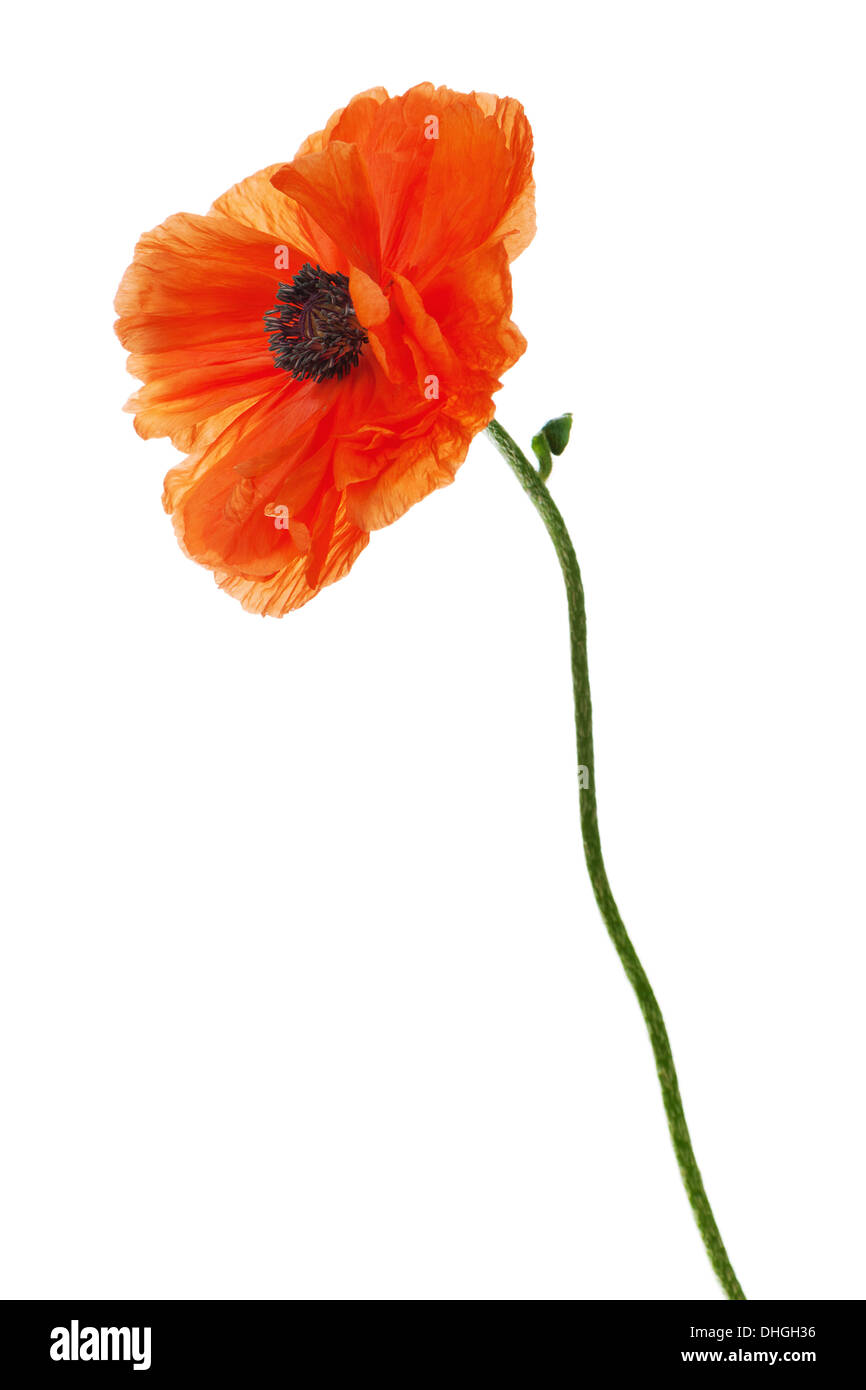 Single poppy isolated on white background. Closeup Stock Photo - Alamy