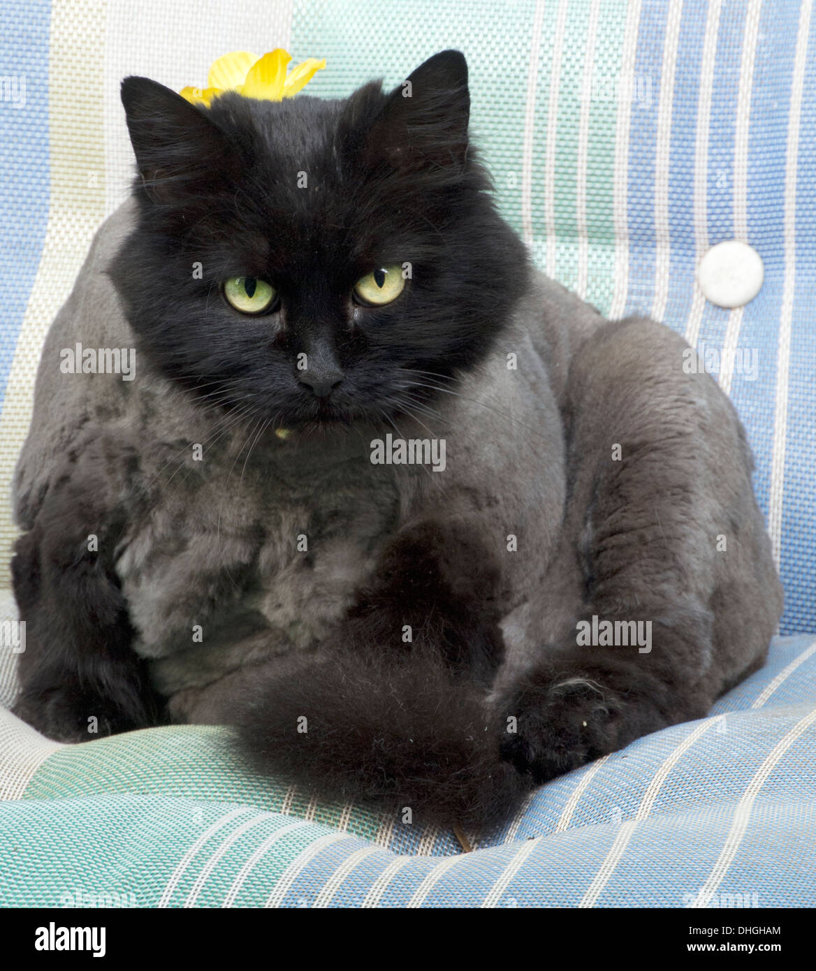 Black and gray cat Stock Photo - Alamy