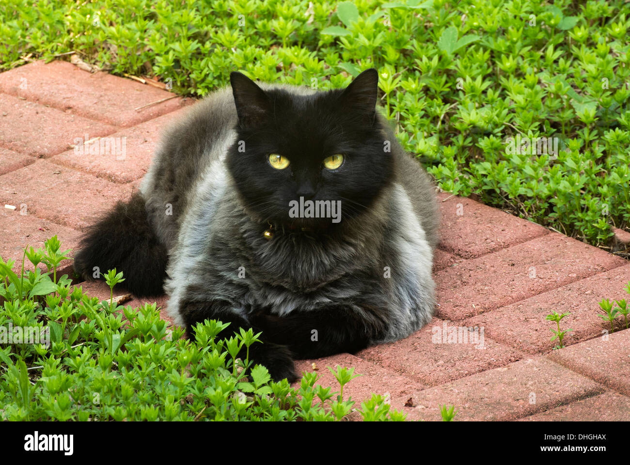 Fat black cat hi-res stock photography and images - Alamy