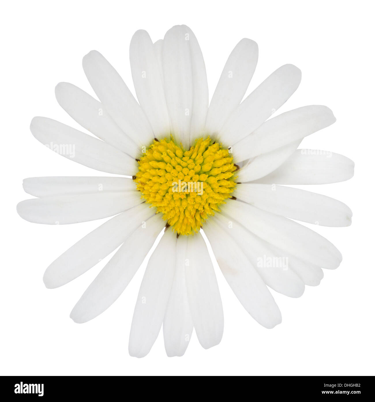 Marguerite flower hi-res stock photography and images - Alamy