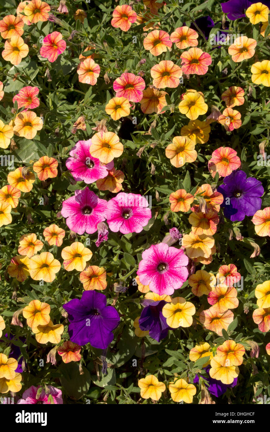 Pink and yellow petunias hi-res stock photography and images - Alamy