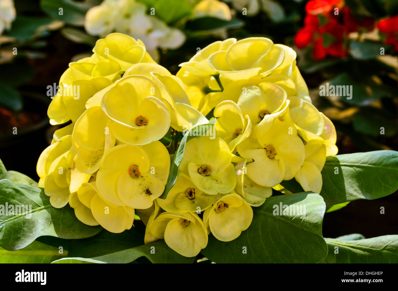 Christ thorn hi-res stock photography and images - Alamy