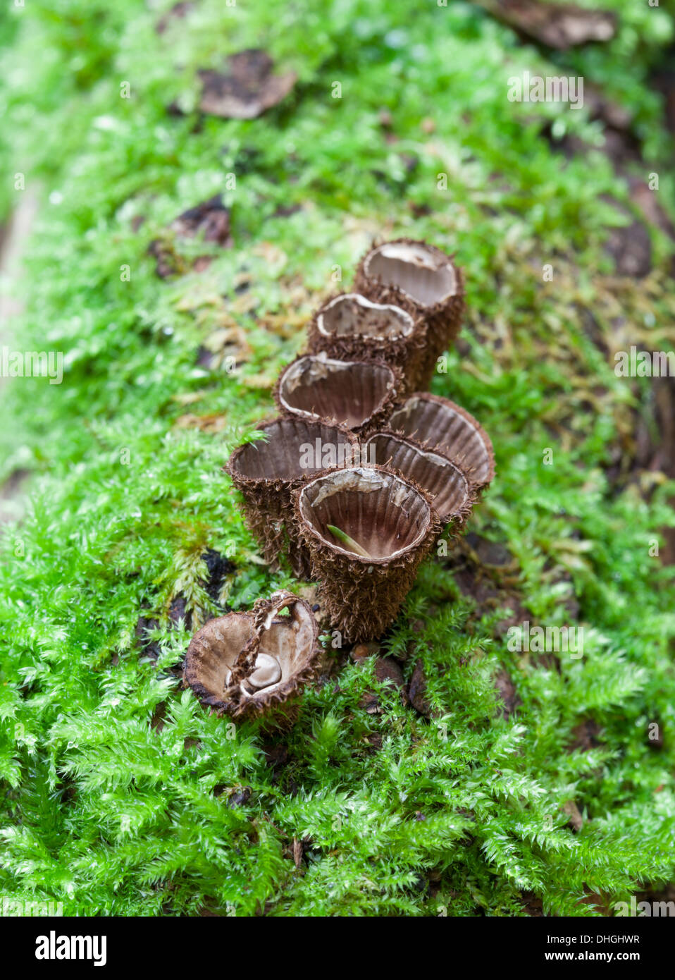 Fluted mushroom hi-res stock photography and images - Alamy