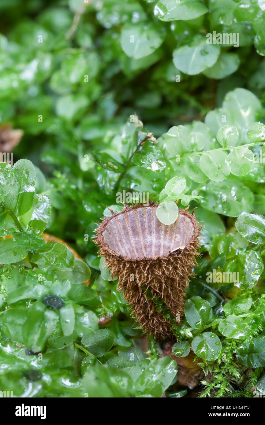 Fluted mushroom hi-res stock photography and images - Alamy
