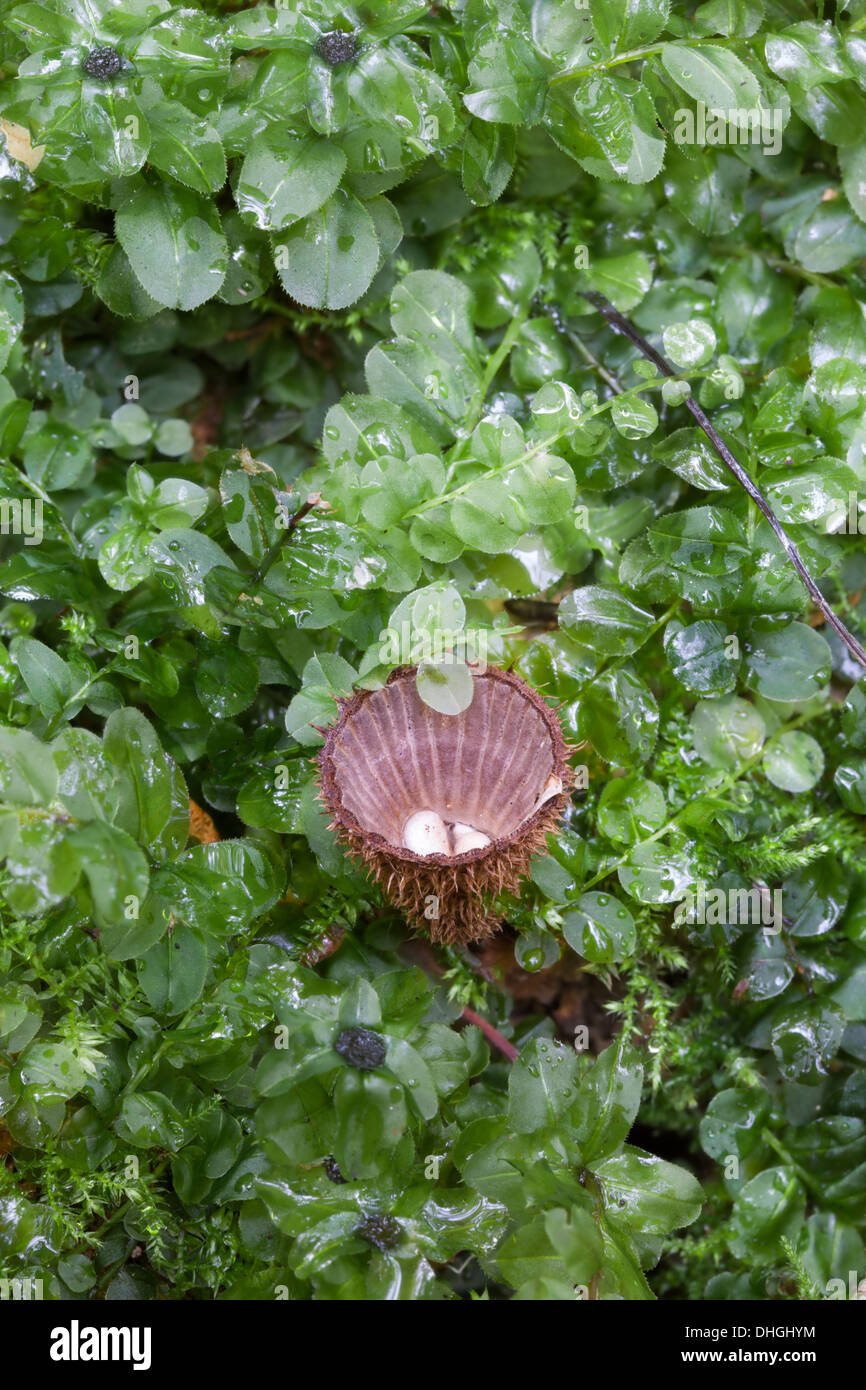 Fluted mushroom hi-res stock photography and images - Alamy