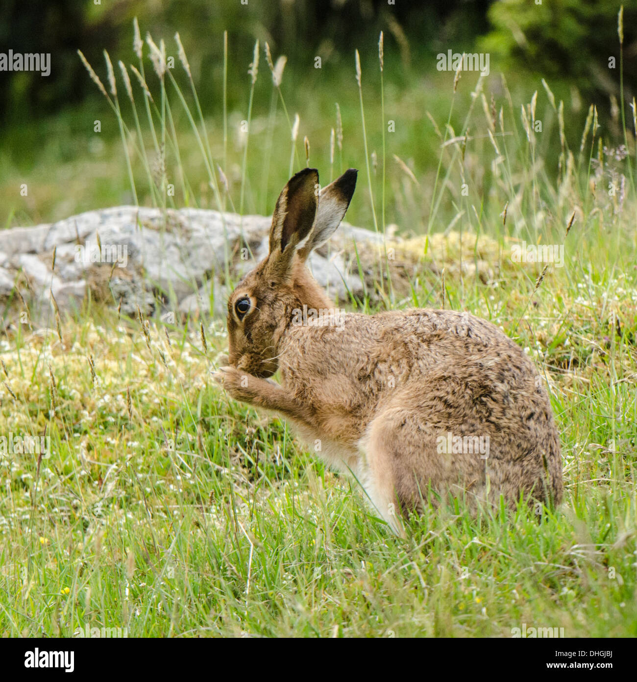 Brown Hare sitting washing Stock Photo - Alamy