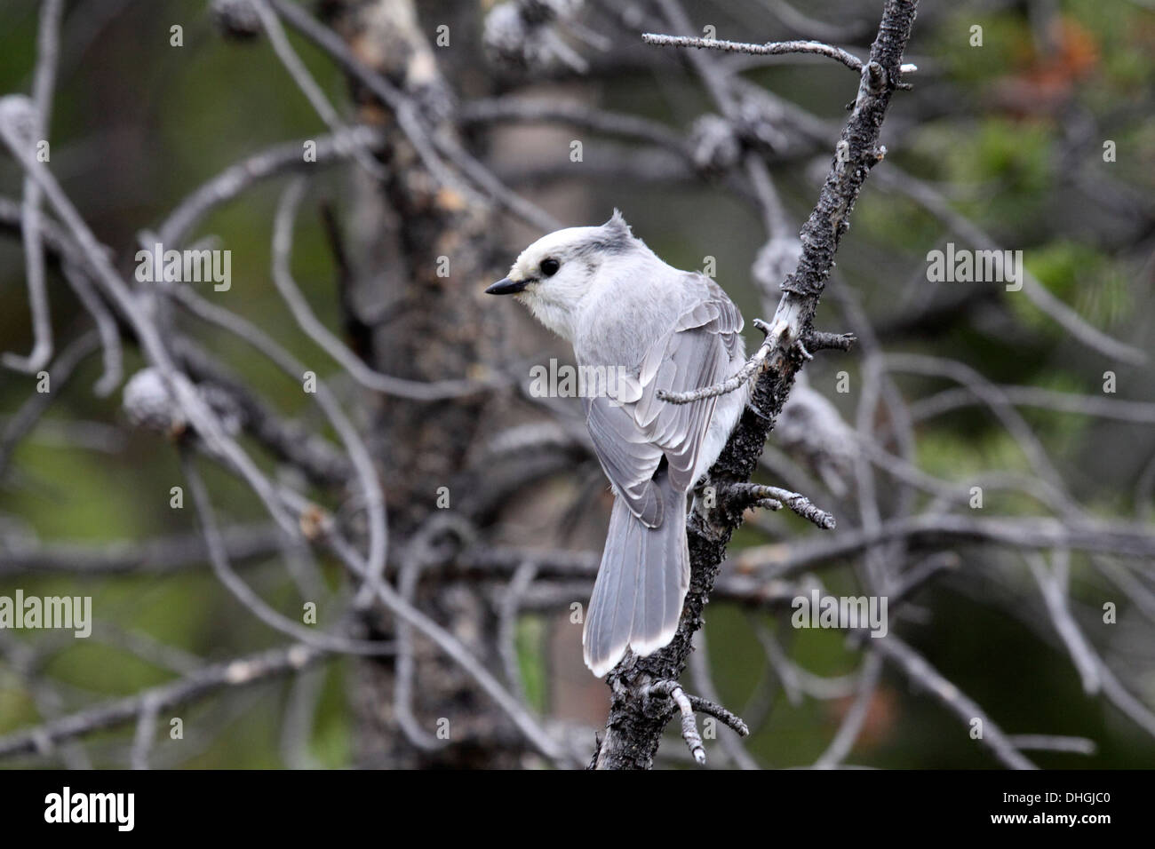 Grey jay perisoreus canadensis hi-res stock photography and images - Alamy