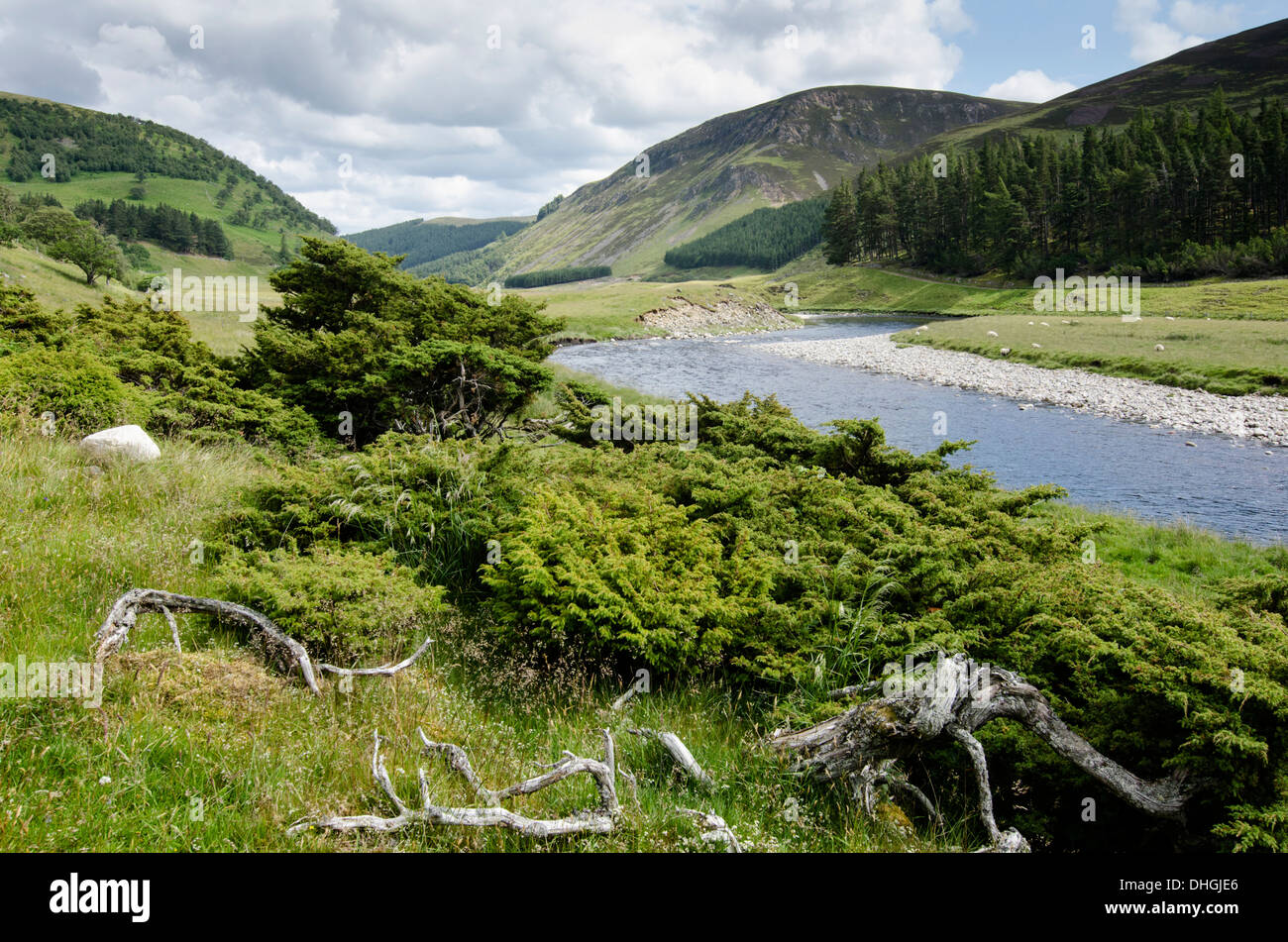 Juniper scotland hi-res stock photography and images - Alamy