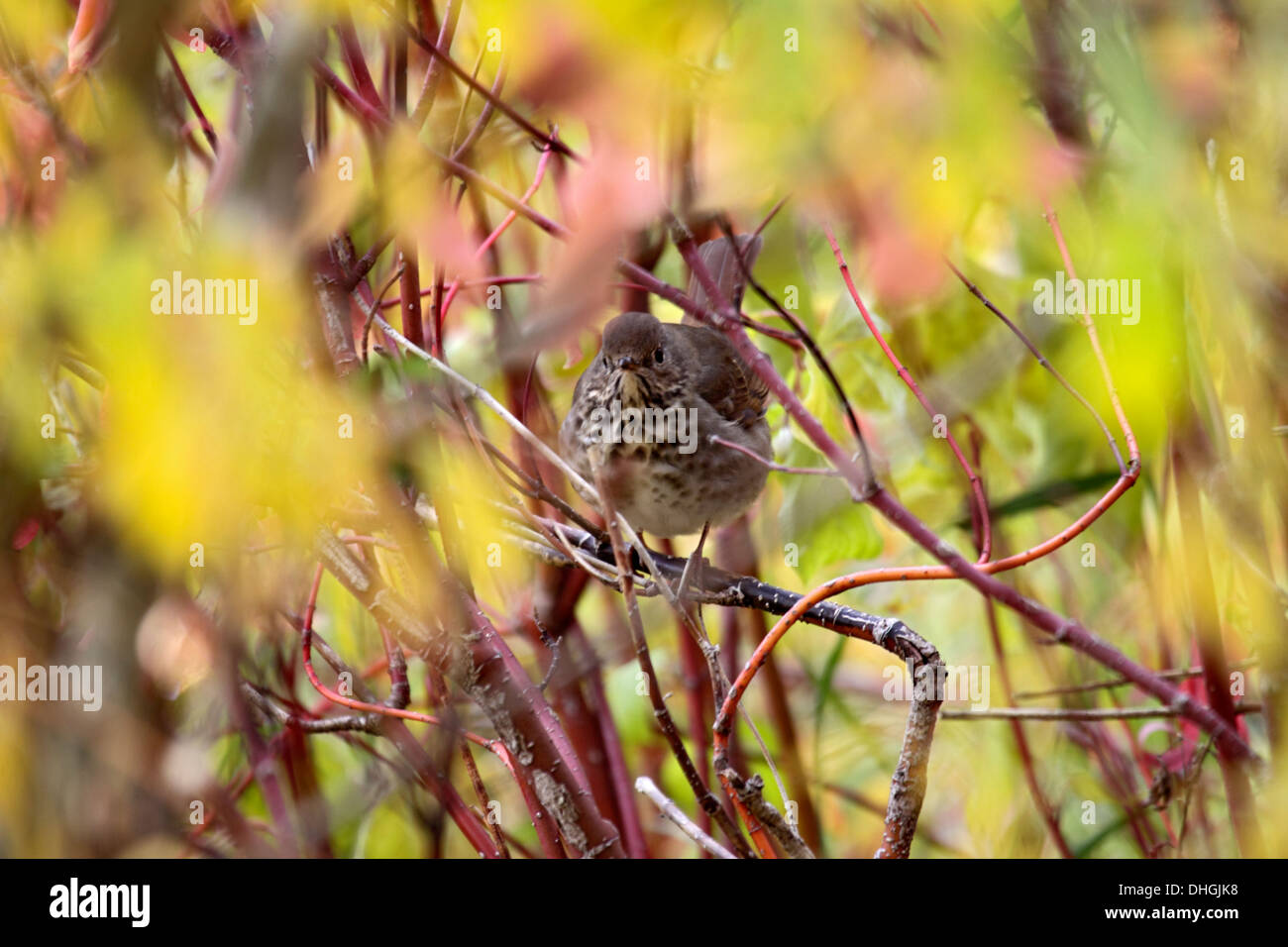 Skulking birds hi-res stock photography and images - Alamy