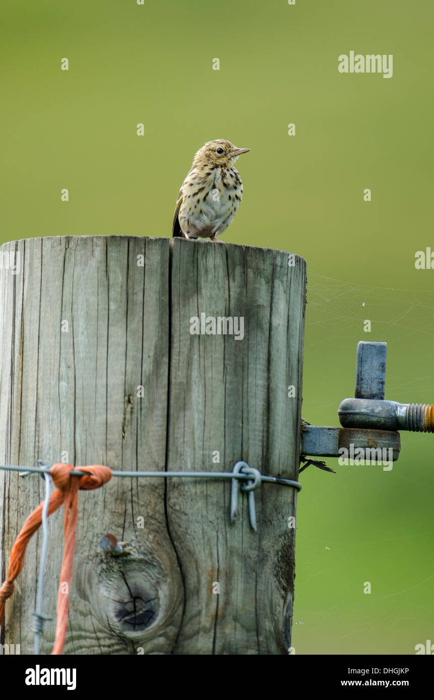 Adult bird on top of gate post with hinge and wire Stock Photo - Alamy