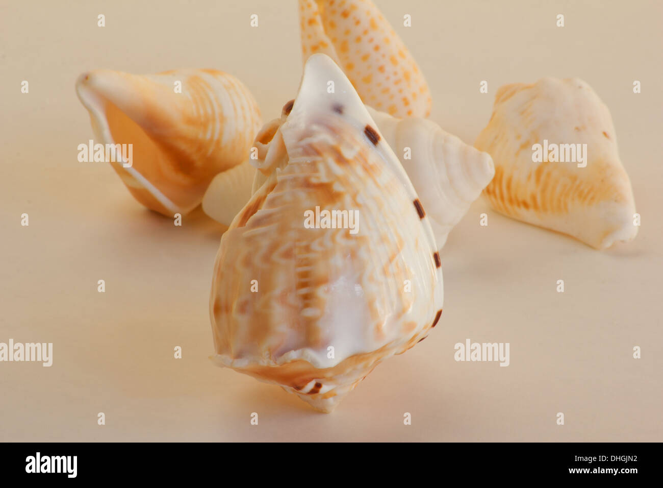 Ornamental shells hi-res stock photography and images - Alamy