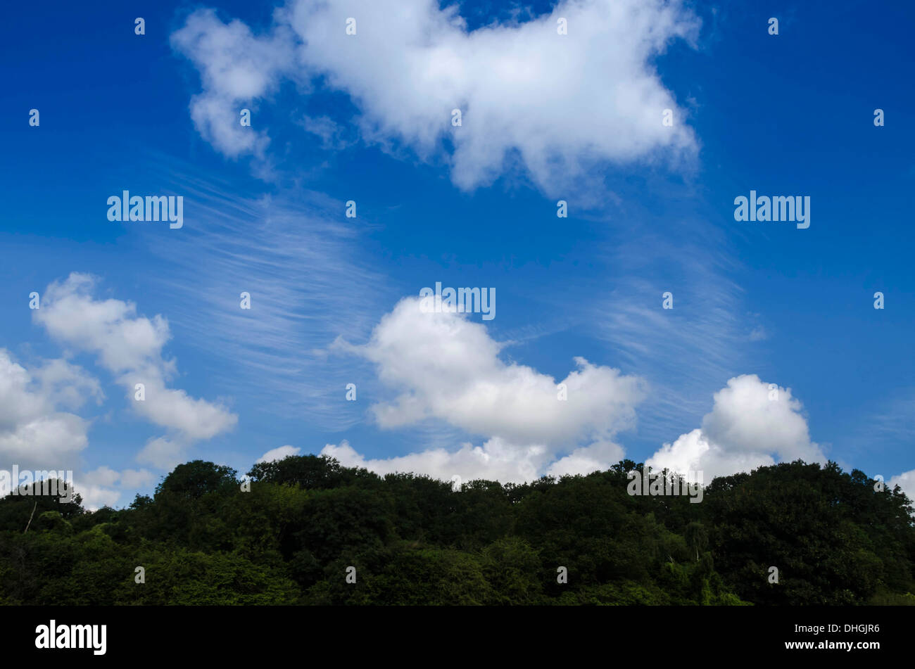 Above tree canopy hi-res stock photography and images - Alamy