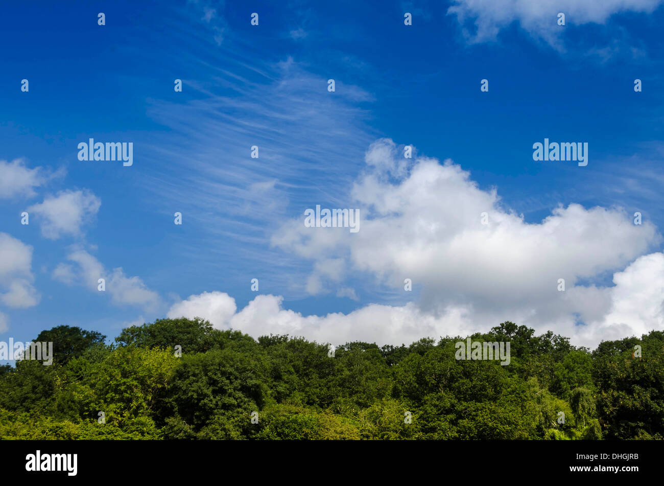 Above Tree Canopy High Resolution Stock Photography and Images - Alamy