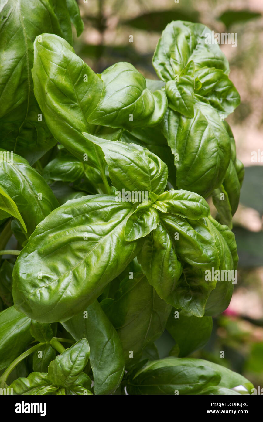 Basil plant (ocimum basilicum Stock Photo - Alamy