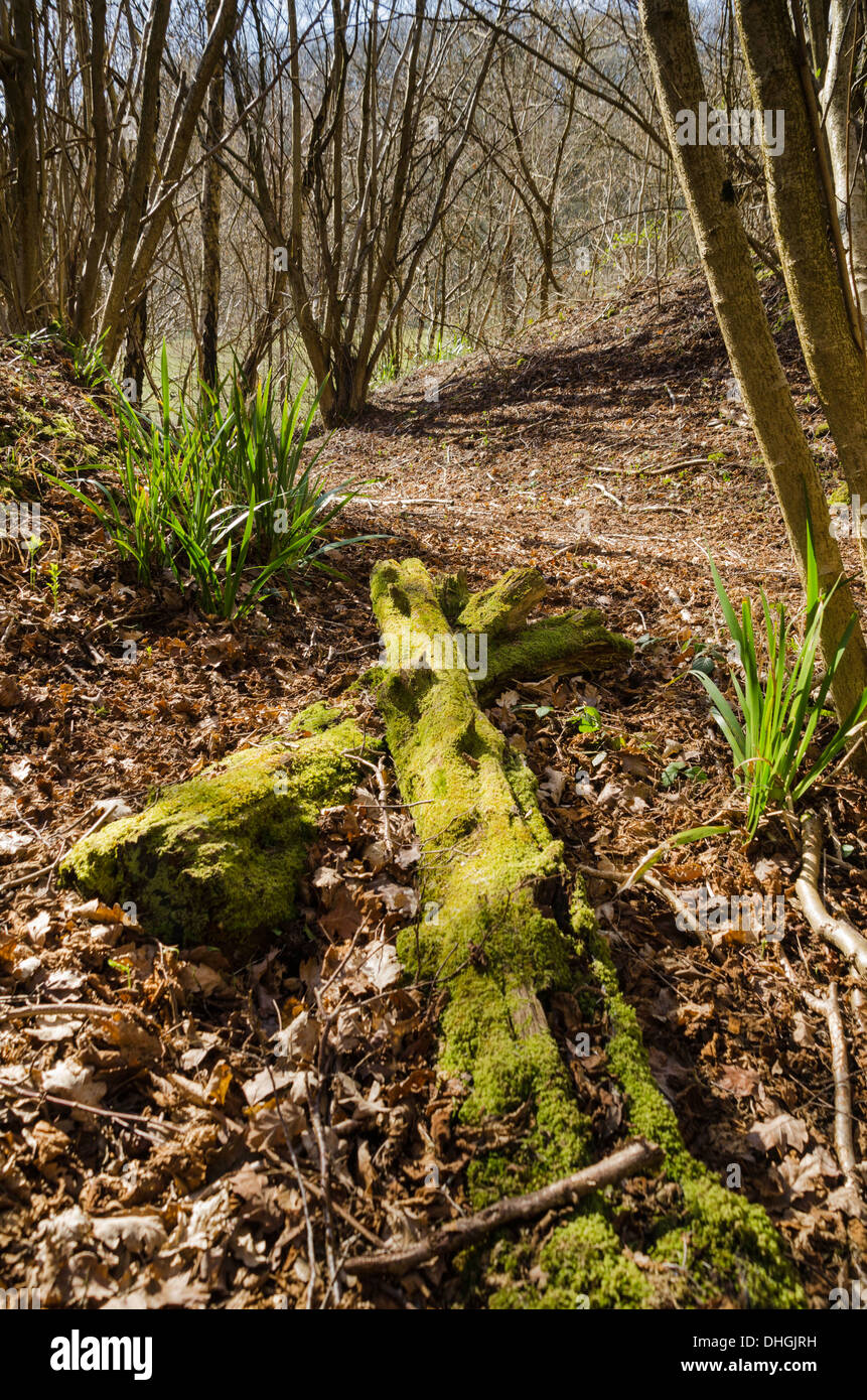 Rotting tree trunk on woodland floor Fownhope Herefordshire UK Stock ...