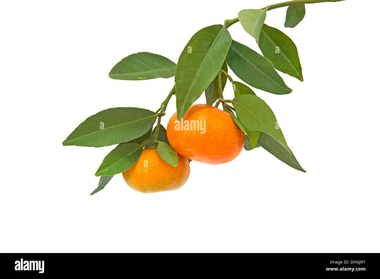 Two mandarins on a branch isolated on white background Stock Photo - Alamy