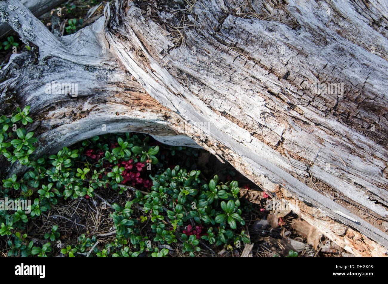 Dead log hi-res stock photography and images - Alamy