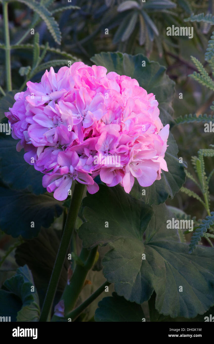 Pink geranium flower Stock Photo - Alamy