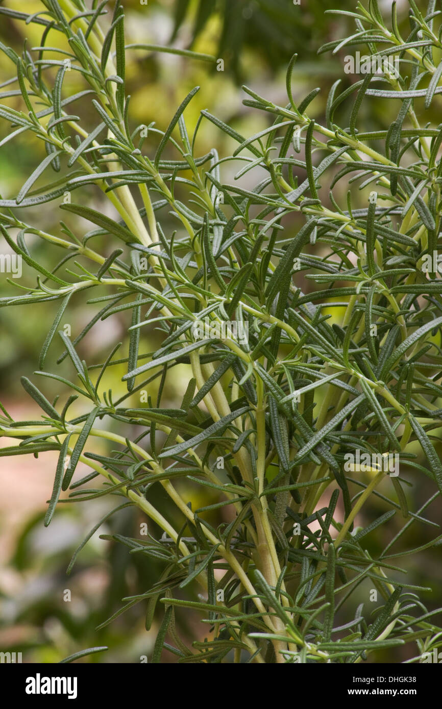 Rosemary (Rosmarinus officinalis) plant in the garden Stock Photo - Alamy