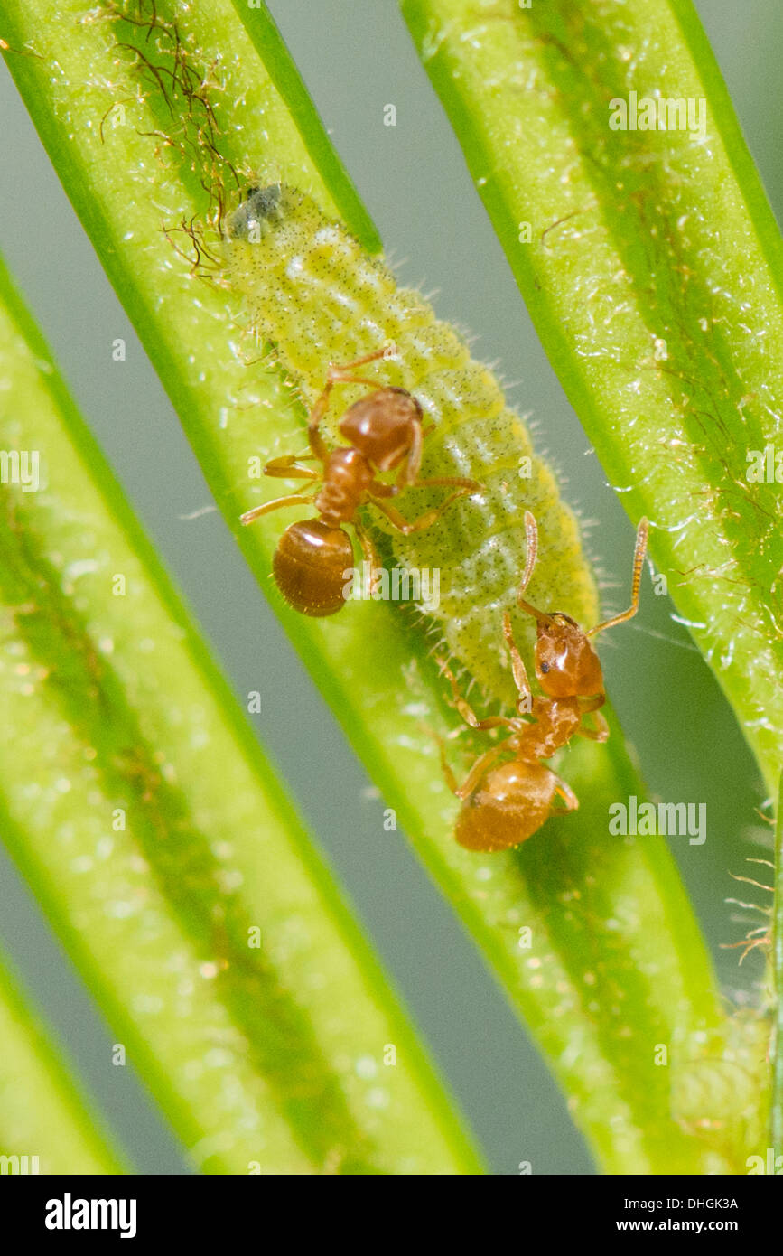 A larva of the Chilades pandava butterfly being tended by ants Stock ...