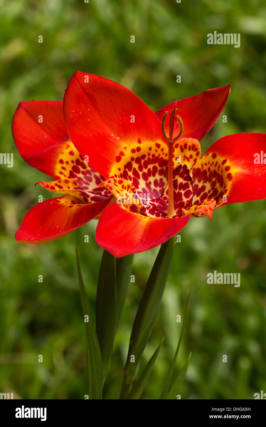 Mexican tiger flower (Tigridia Pavonia 'Speciosa' Stock Photo - Alamy