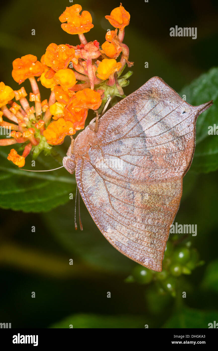An Autumnleaf butterfly feeding Stock Photo - Alamy