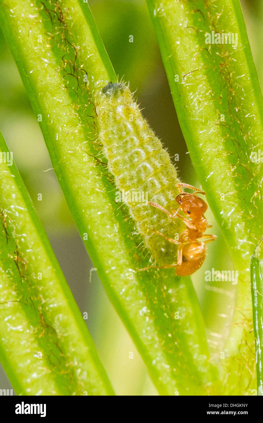 A larva of the Chilades pandava butterfly being tended by ants Stock ...