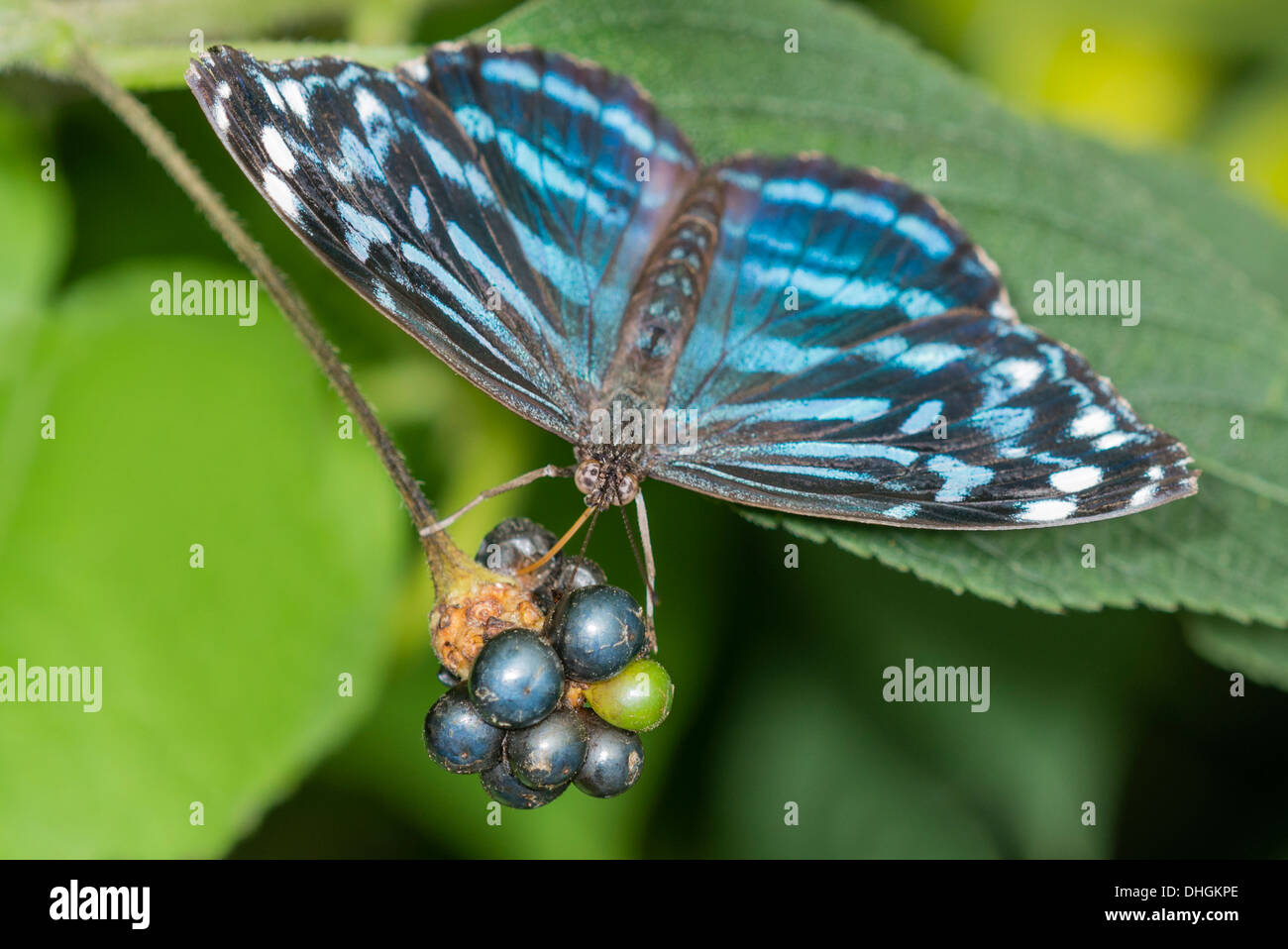 An adult Blue Wave butterfly feeding on berries Stock Photo - Alamy