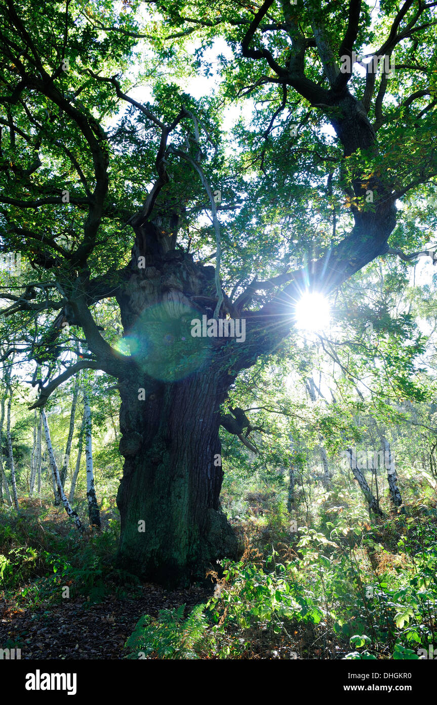 Sherwood forest ancient oaks hi-res stock photography and images - Alamy