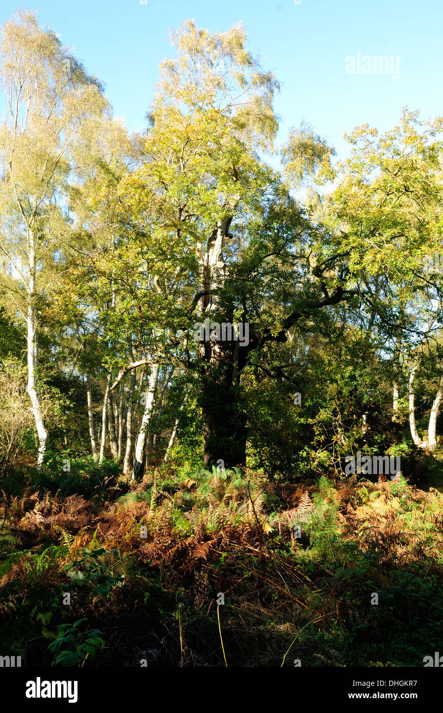 Sherwood forest ancient oaks hi-res stock photography and images - Alamy