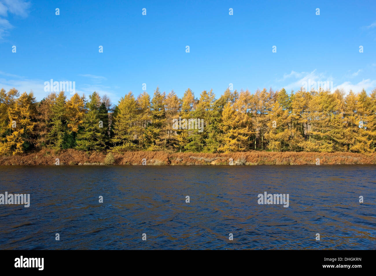 Colorful Autumn trees with blue sky over the rippled waters of Cod beck ...