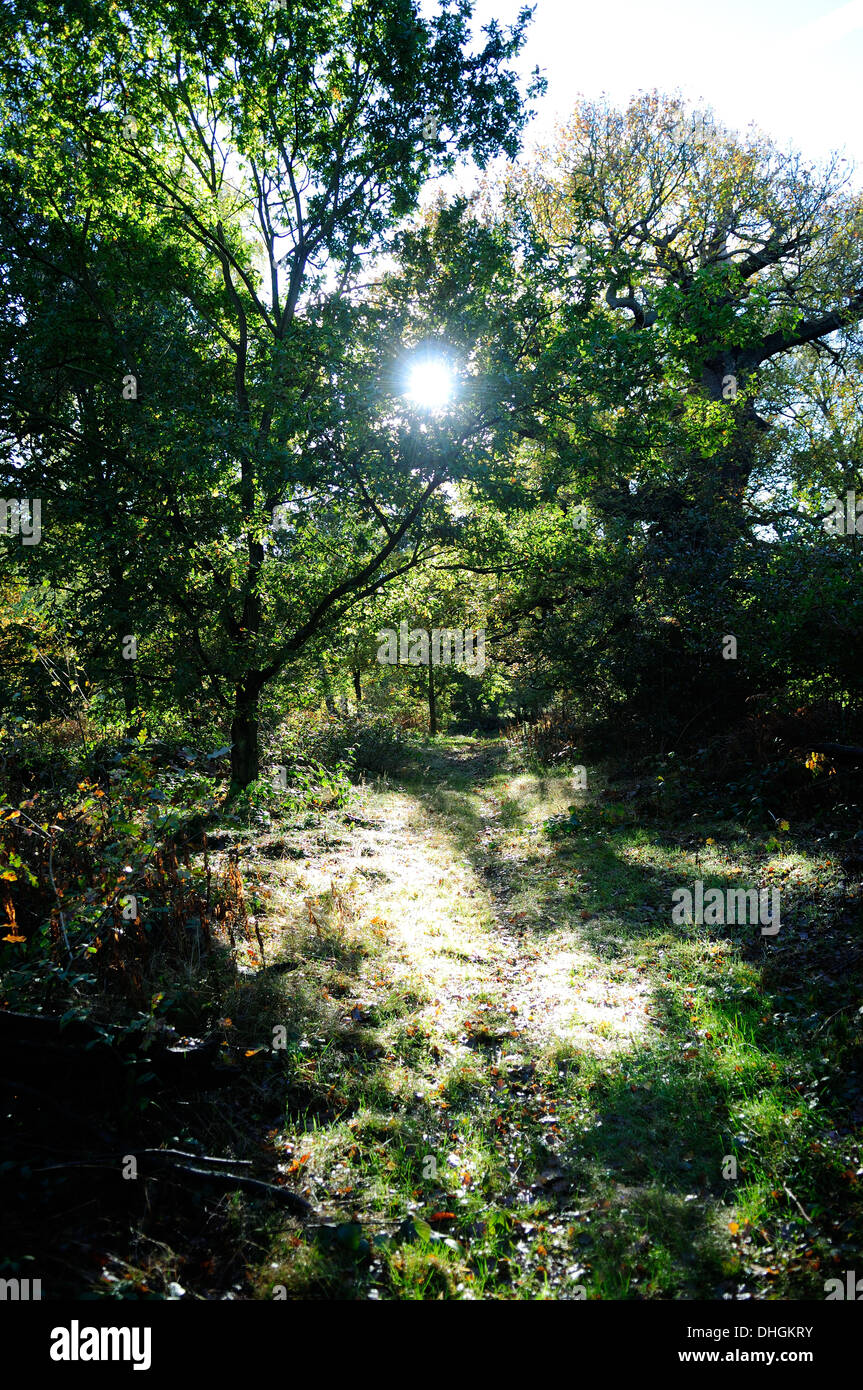 Sherwood forest ancient oaks hi-res stock photography and images - Alamy