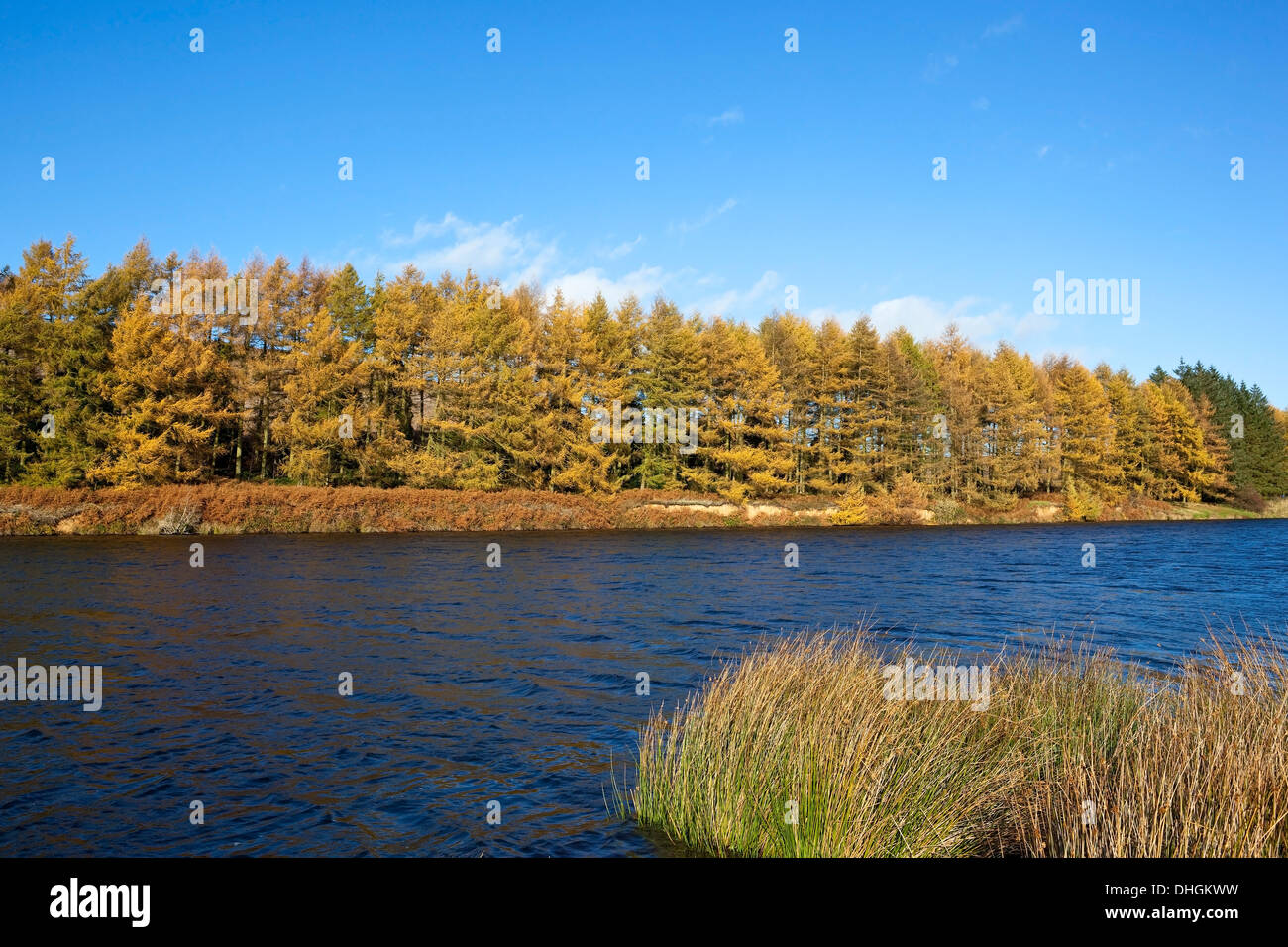 English landscape with colorful trees and rushes by the blue waters of ...