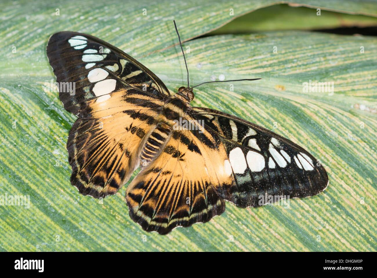 Clipper butterfly hi-res stock photography and images - Alamy