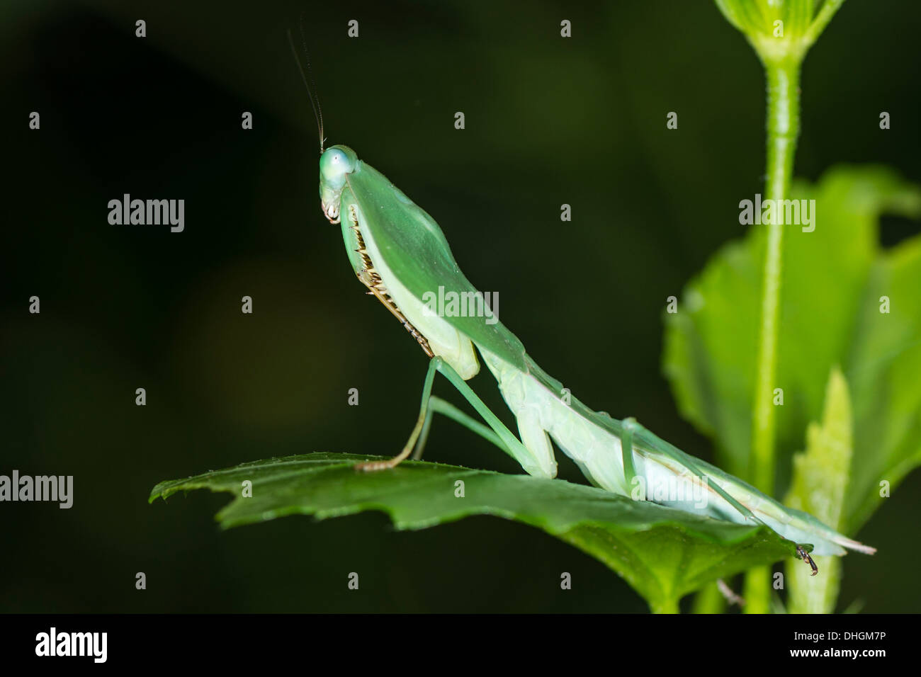 Praying mantis with prey hi-res stock photography and images - Alamy