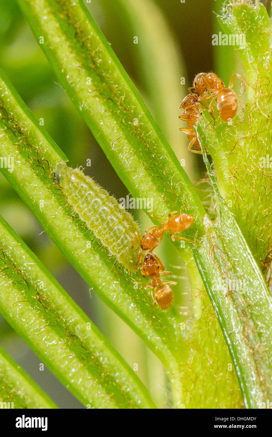 A larva of the Chilades pandava butterfly being tended by ants Stock ...