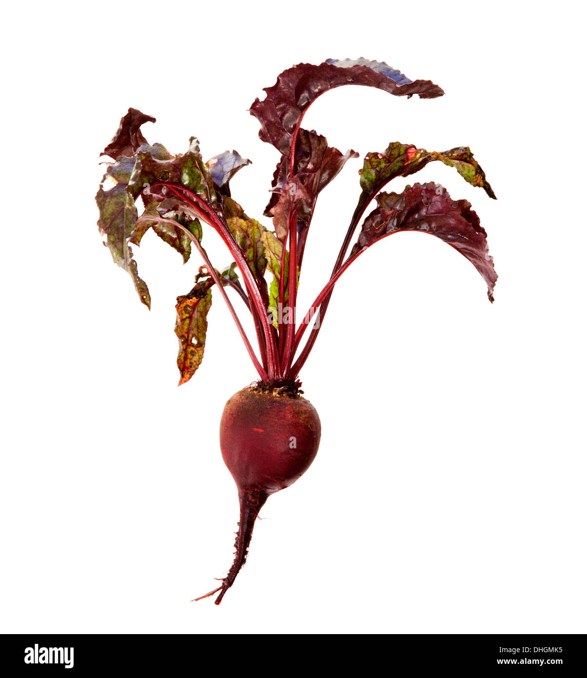 Studio food photos hi-res stock photography and images - Alamy