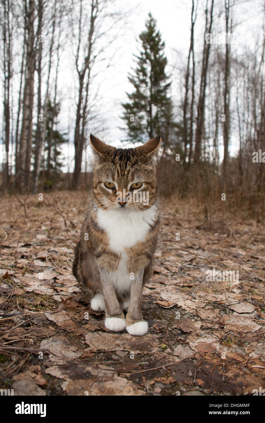 Cat in the forest Stock Photo - Alamy