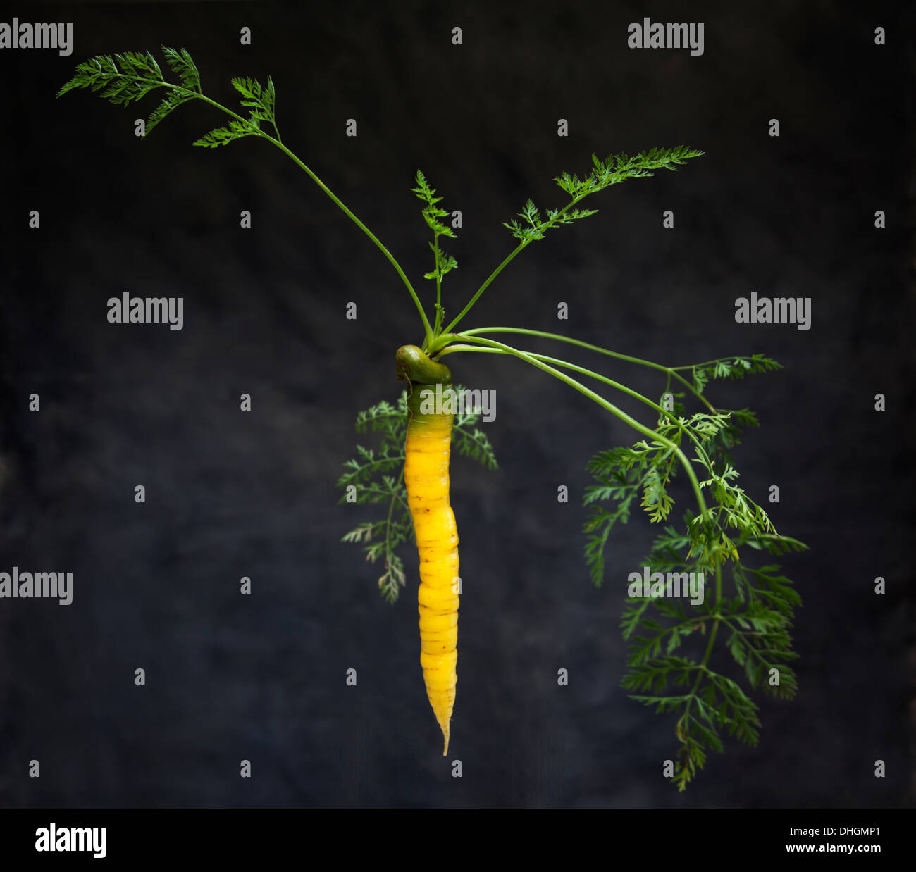Carrot with top Stock Photo - Alamy