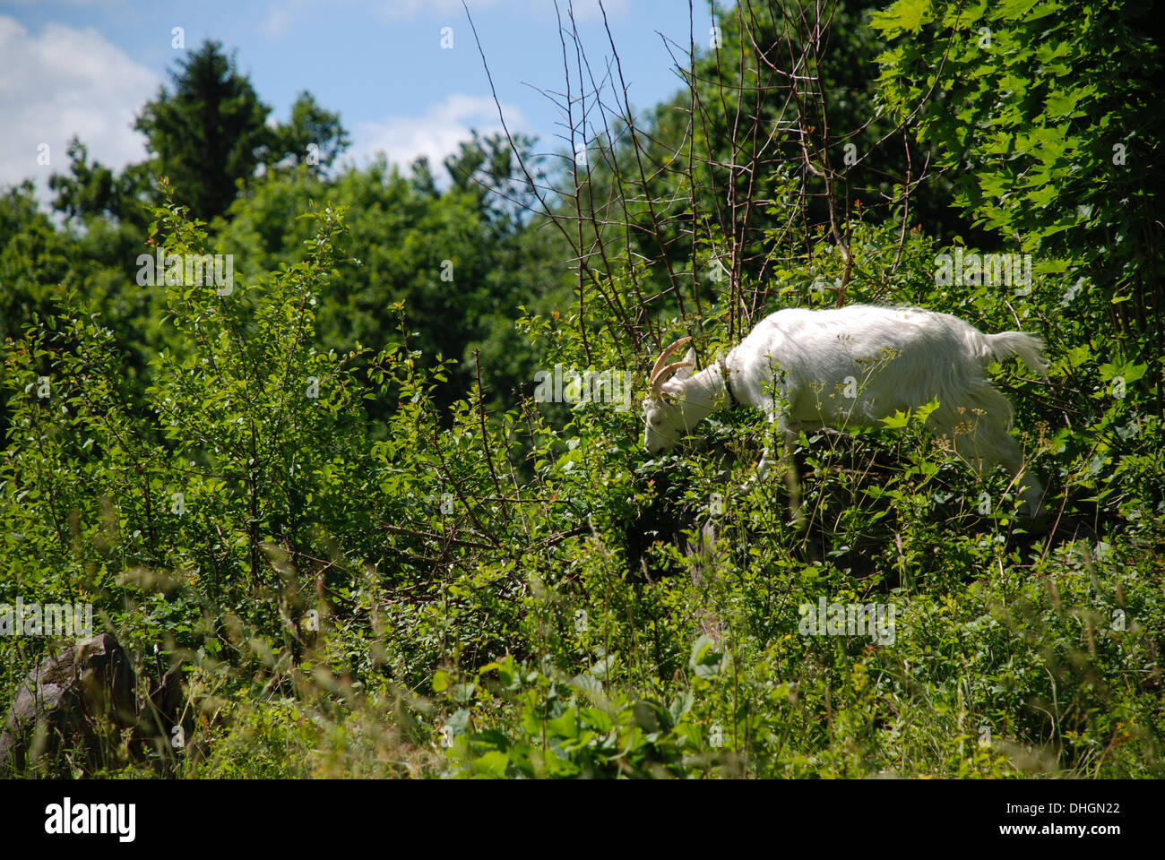 Bush goat hi-res stock photography and images - Alamy