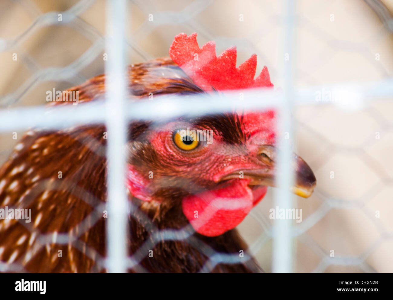 Hen looking after a fence Stock Photo - Alamy