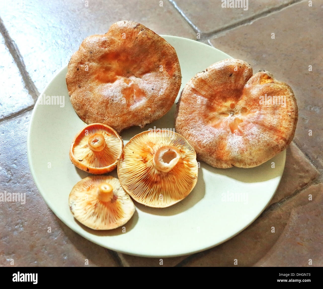 Niscalos hi-res stock photography and images - Alamy