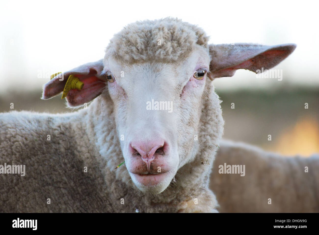 Sheep frontwards on the meadow staring Stock Photo - Alamy