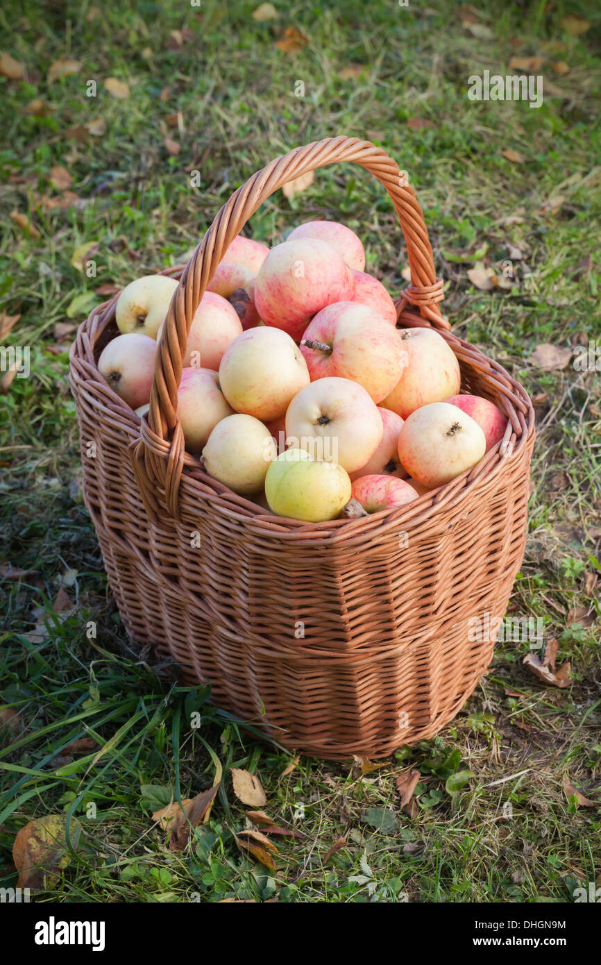 Baskets of apples hi-res stock photography and images - Alamy
