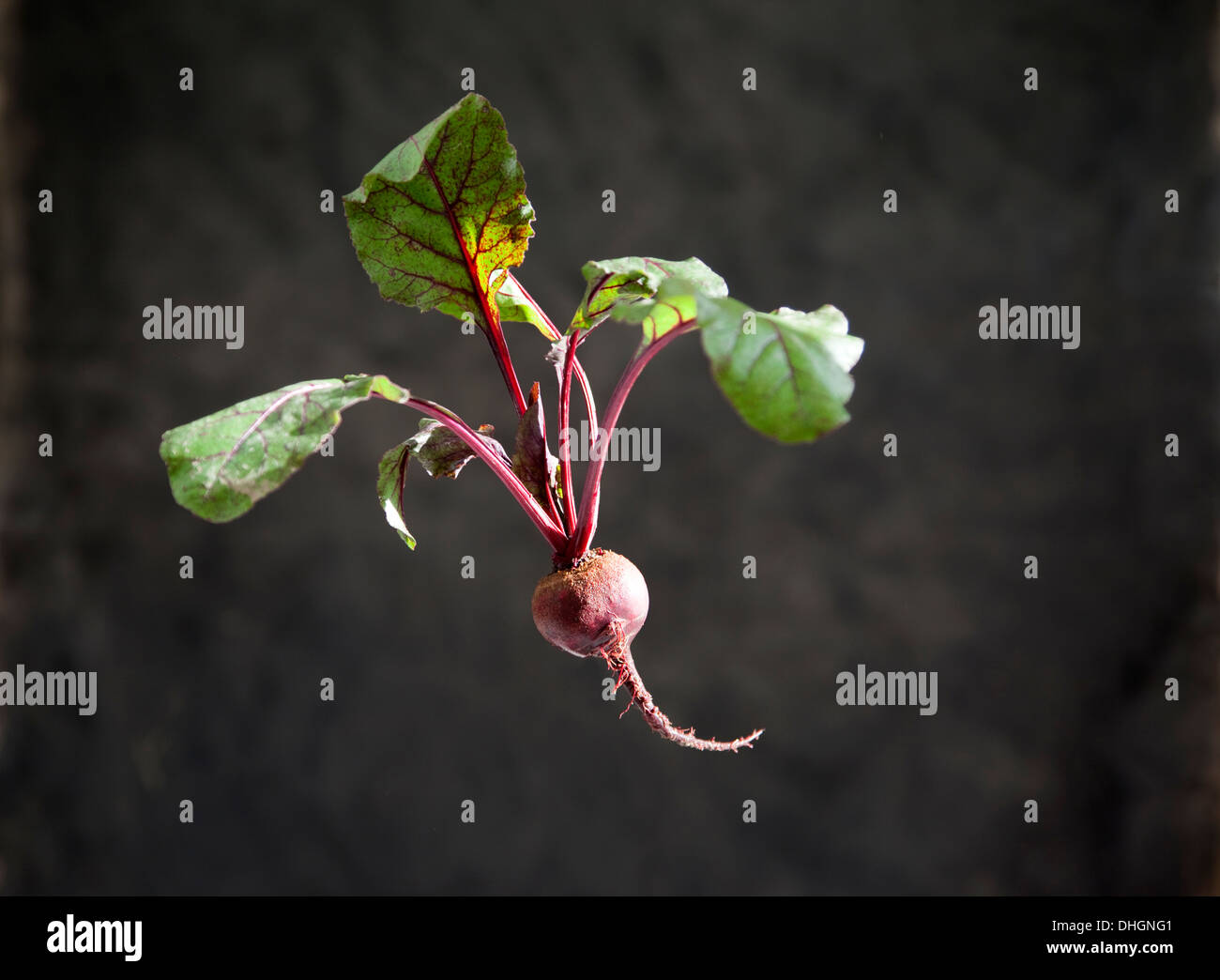 Beet studio shot with leaf Stock Photo - Alamy