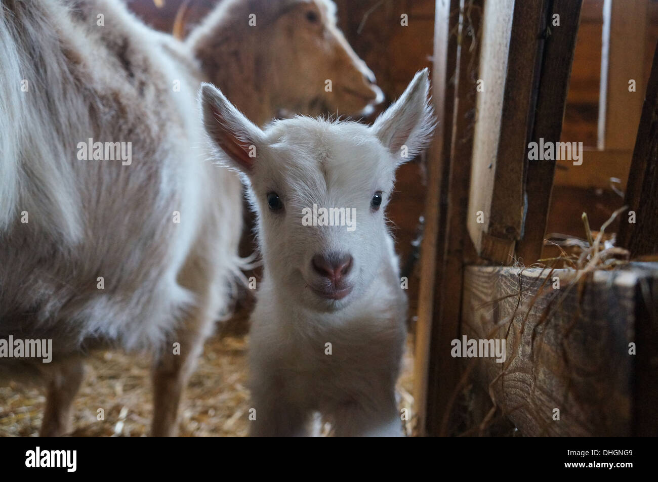 Kid goat hi-res stock photography and images - Alamy