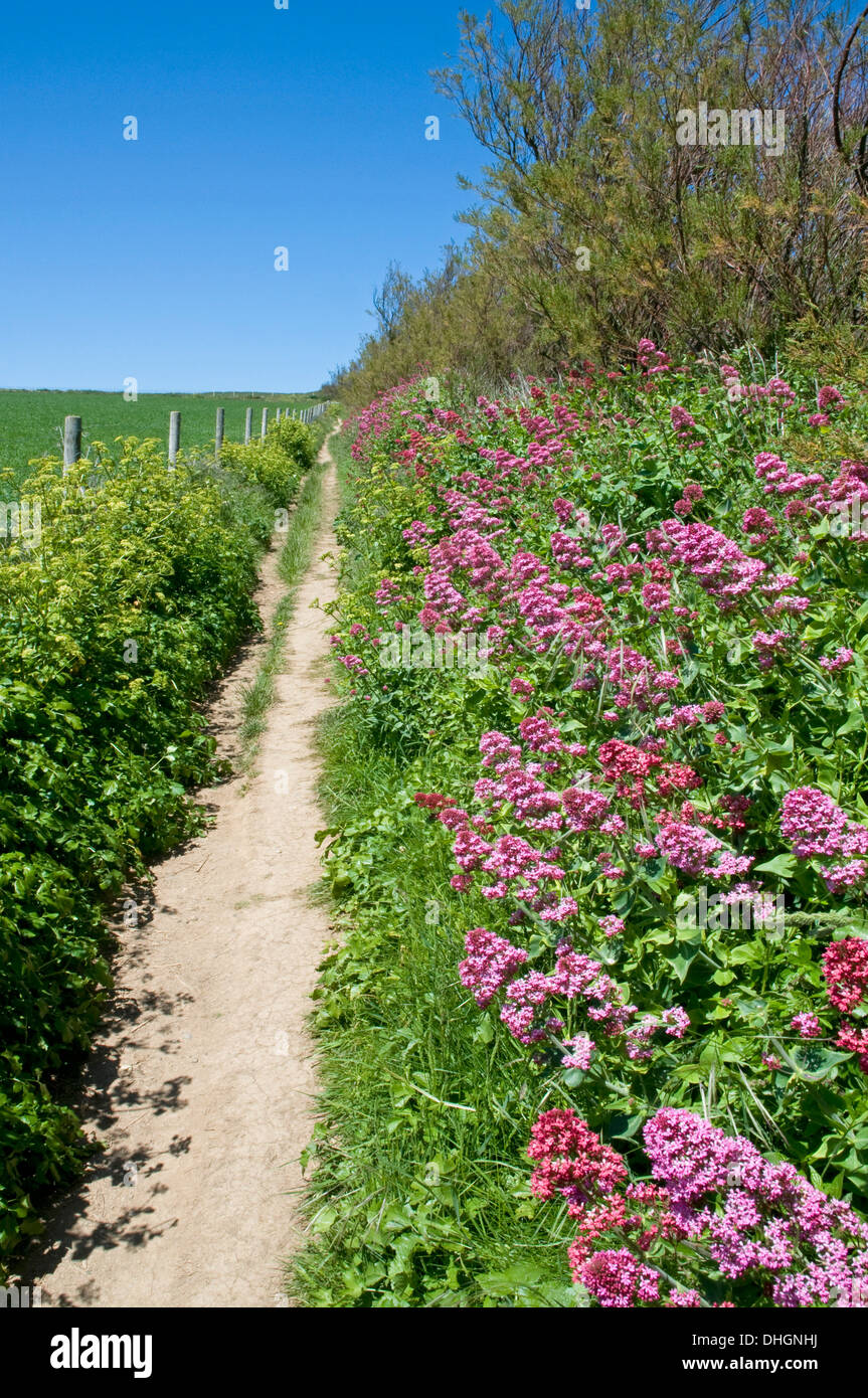 Attractive rural landscape on the south west coast path near Mother ...