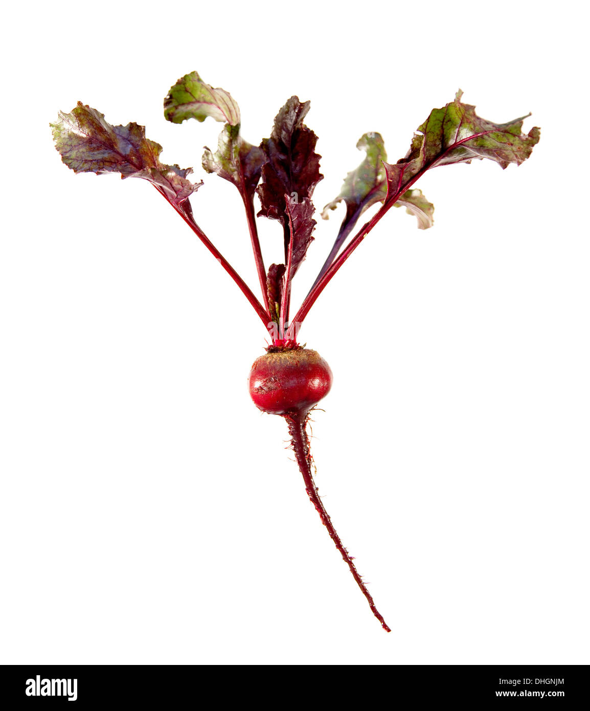 Beetroot, studio shot Stock Photo - Alamy