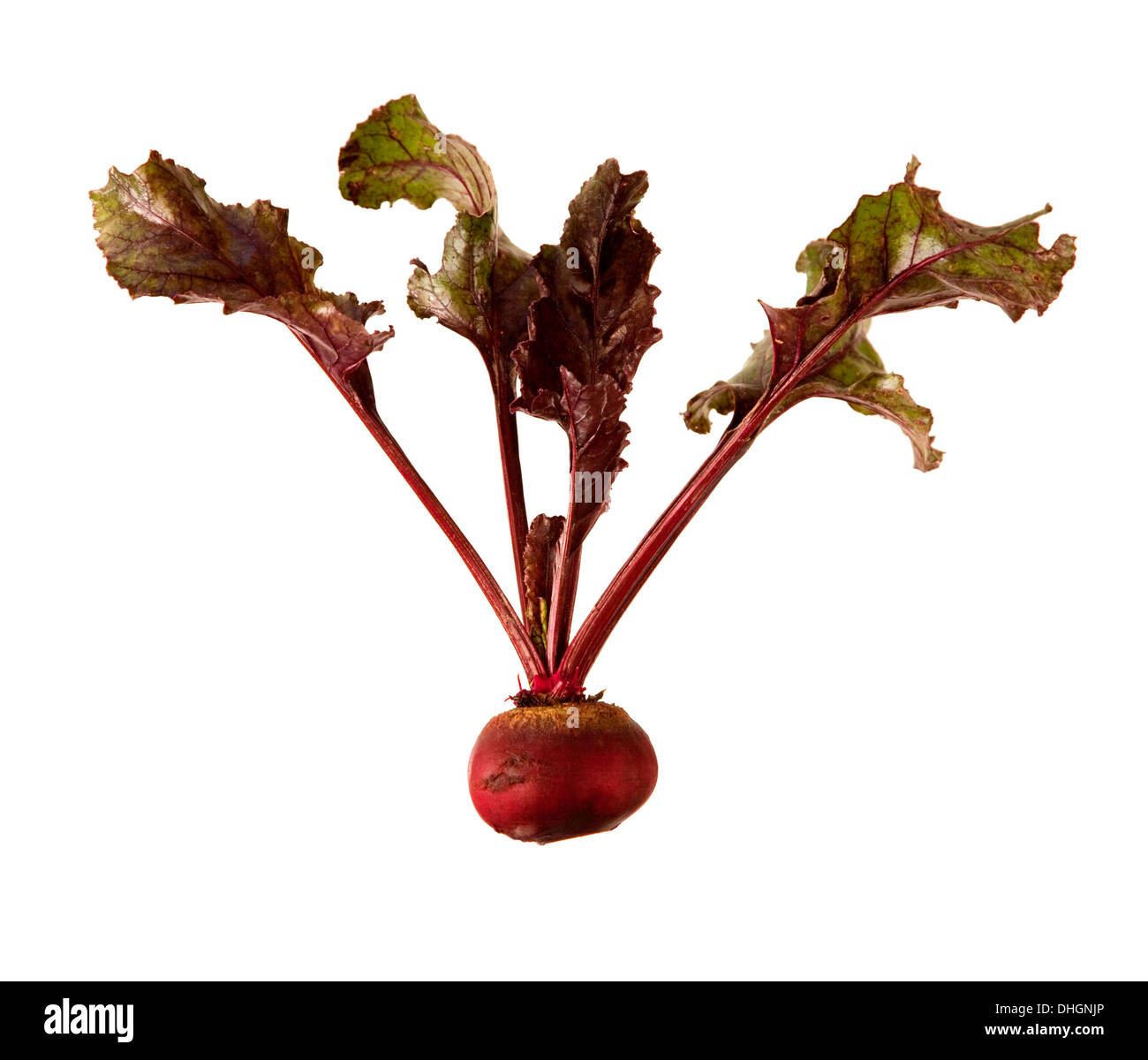 Beetroot, studio shot Stock Photo - Alamy