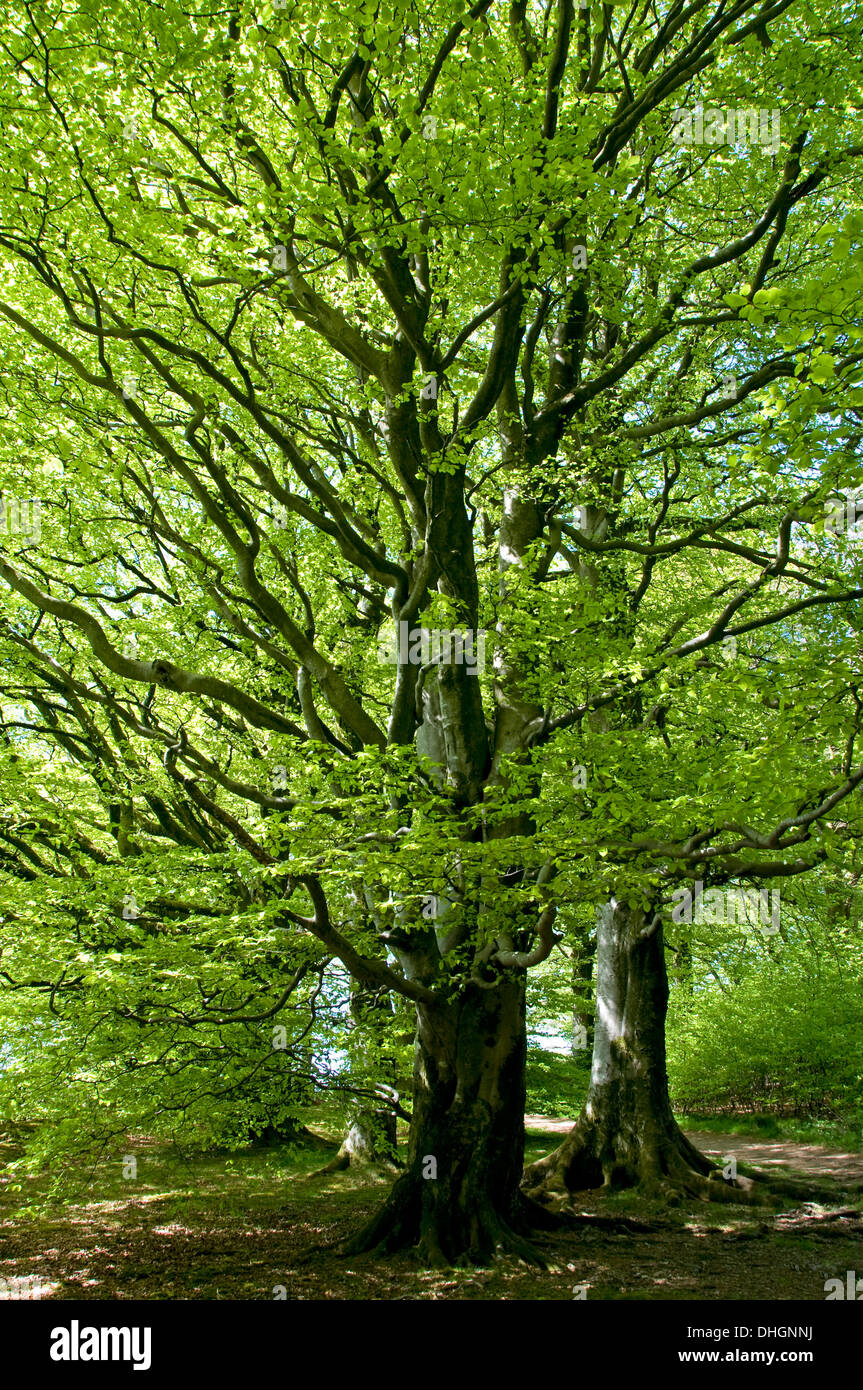 Beech trees in early summer near West close to Lydeard Hill near ...